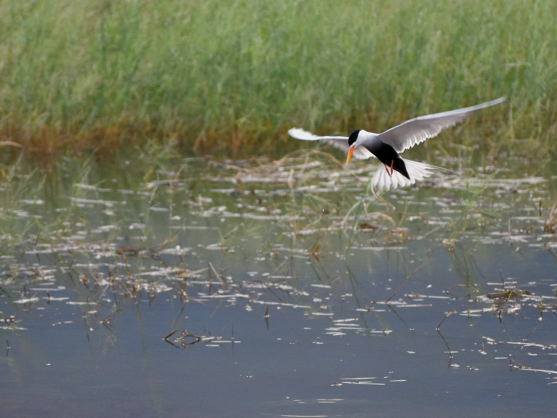 Black-bellied Tern - eBird
