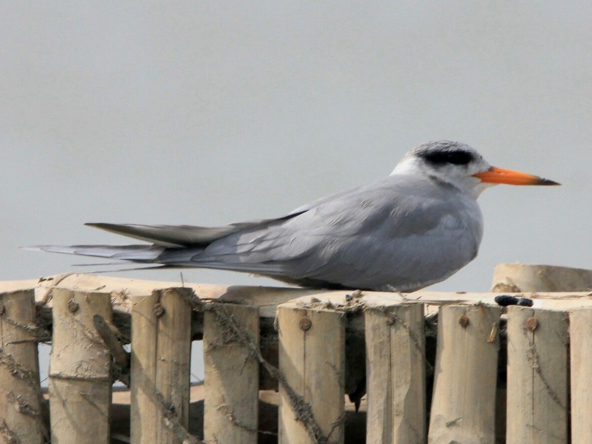 Black-bellied Tern - eBird