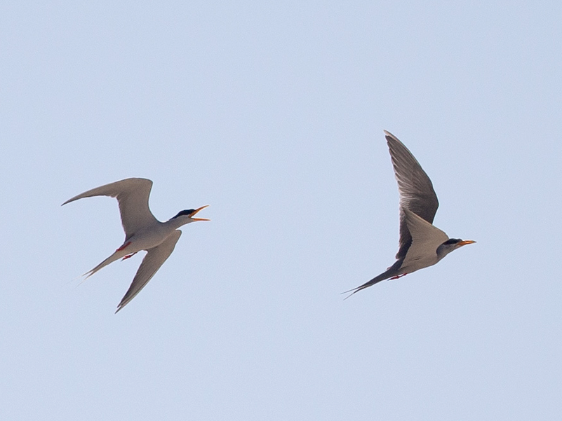 Black-bellied Tern - eBird