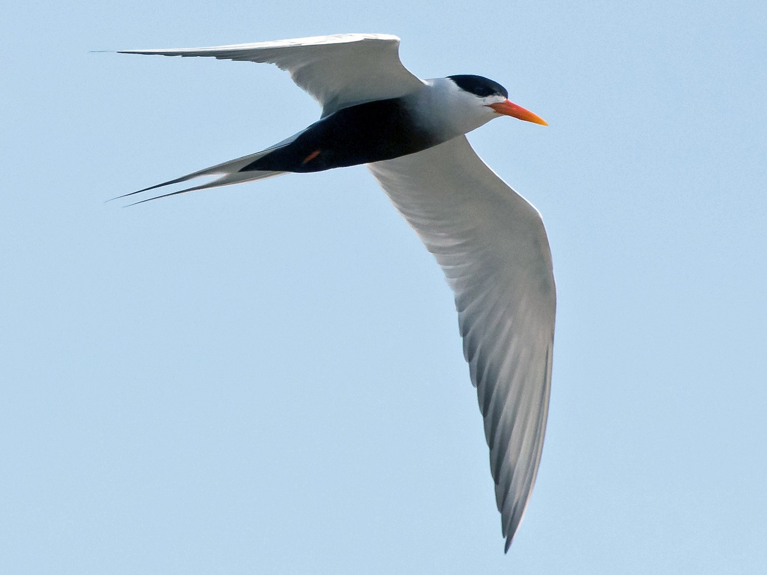 Black-bellied Tern - eBird