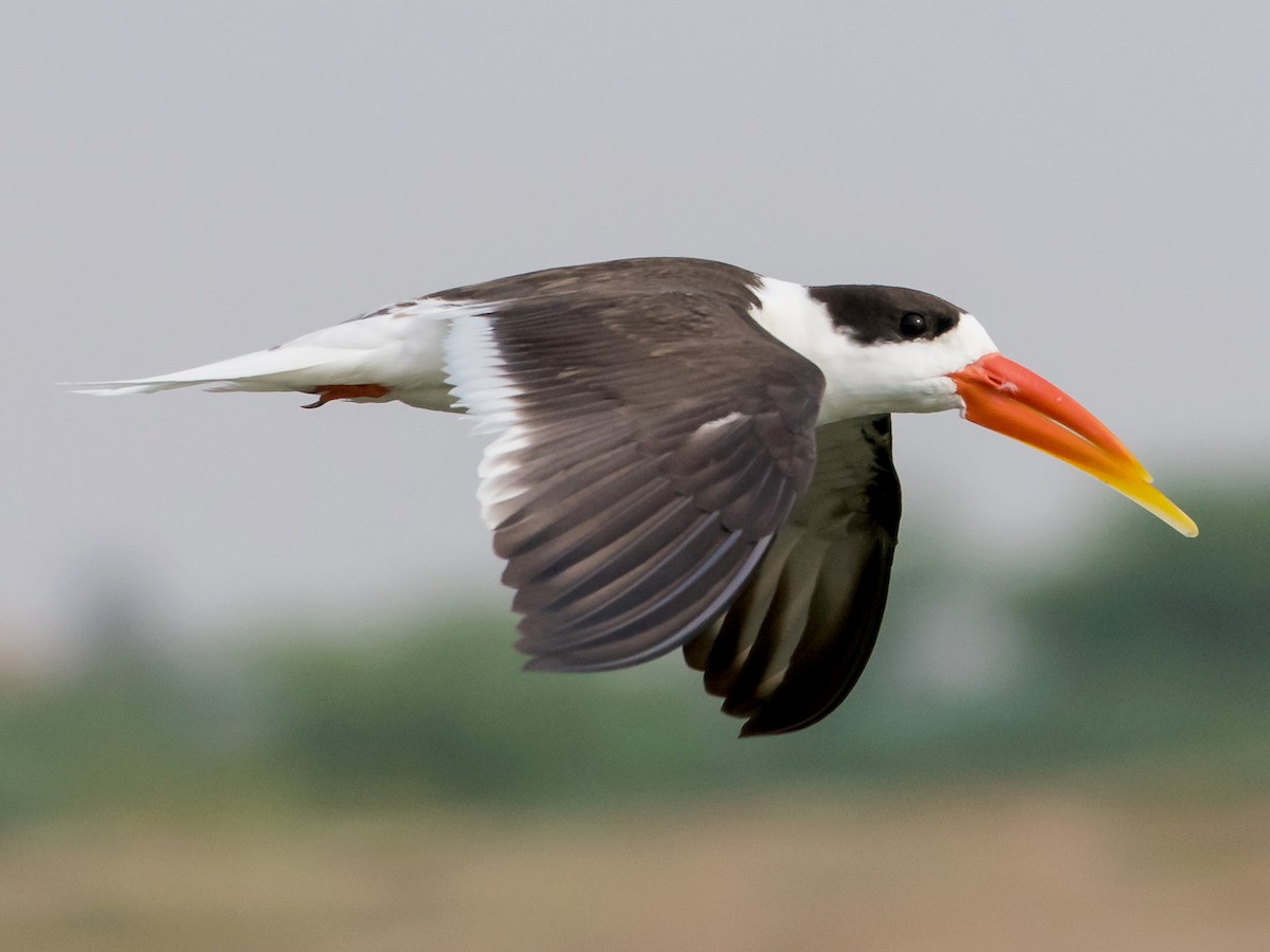 Indian Skimmer - Rynchops albicollis - Birds of the World
