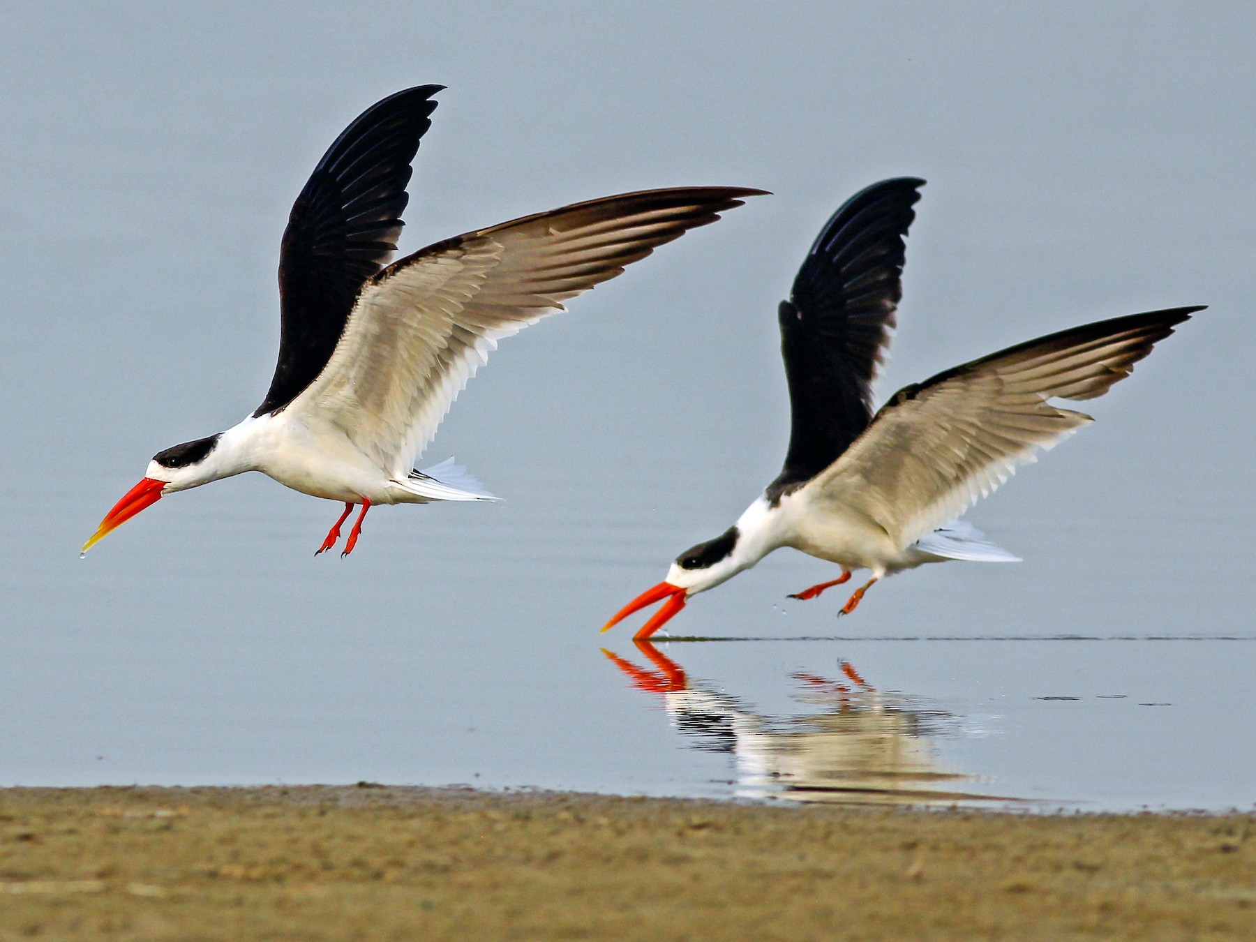 Indian Skimmer - eBird