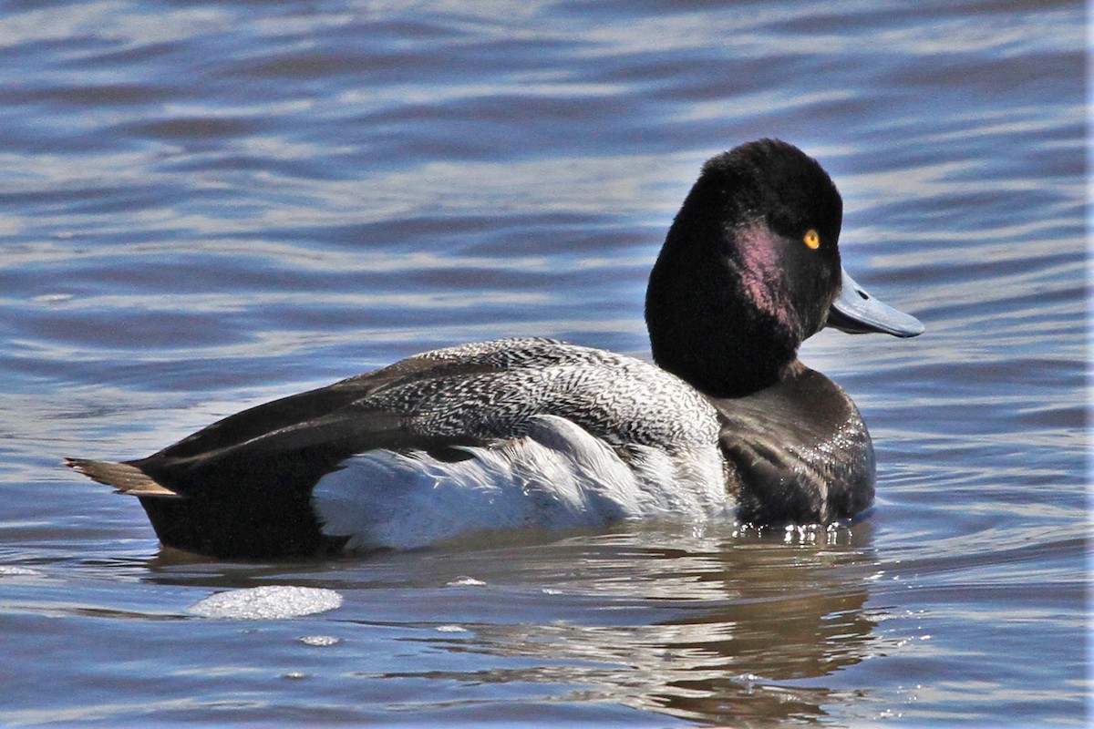 eBird Checklist - 28 Feb 2019 - Pillar Point Harbor - 18 species