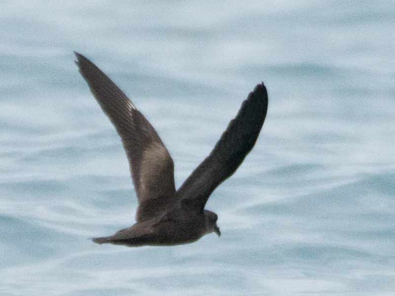 Swinhoe's Storm-Petrel - eBird