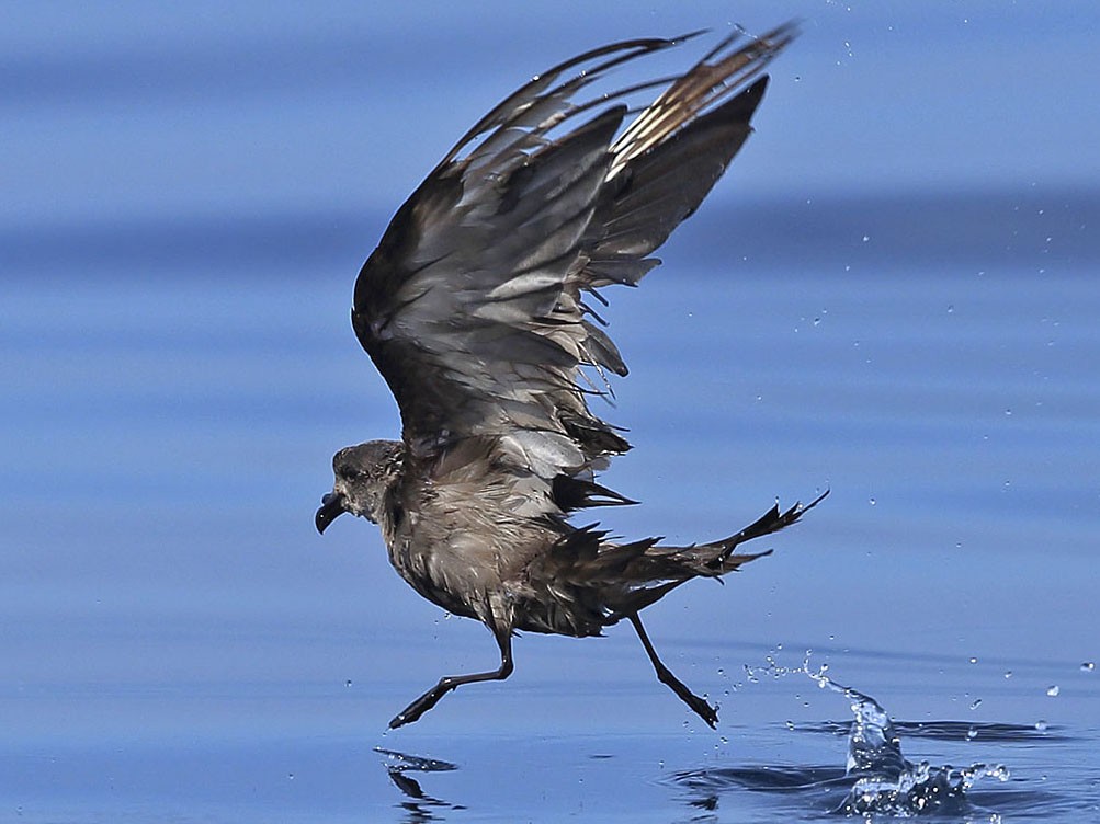 Swinhoe's Storm-Petrel - eBird