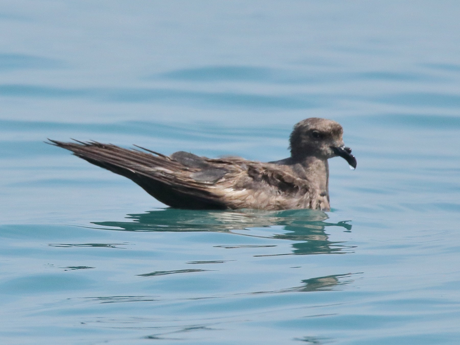 Swinhoe's Storm-Petrel - eBird