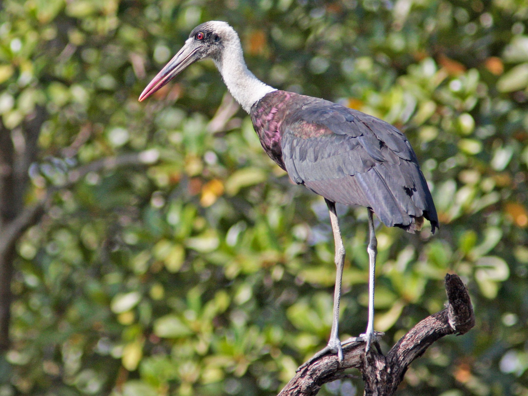 Woolly-necked Stork - eBird