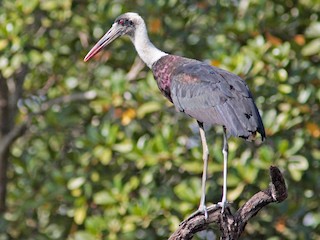 African Woolly-necked Stork - eBird