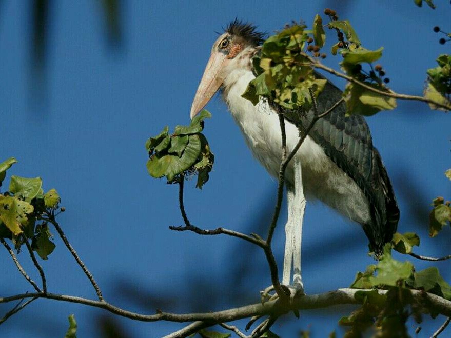 Marabú menor - eBird