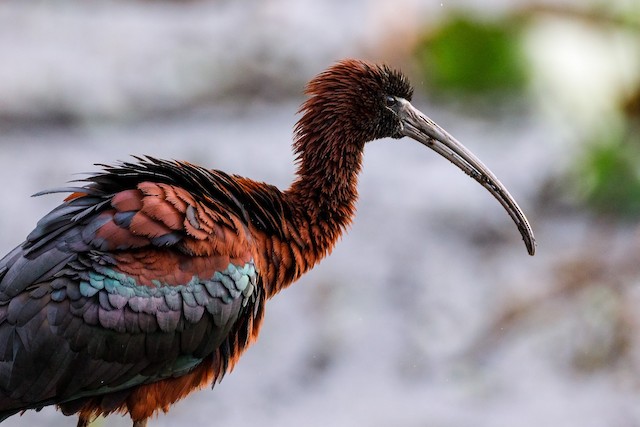 eBird Australia - Discover a new world of birding...