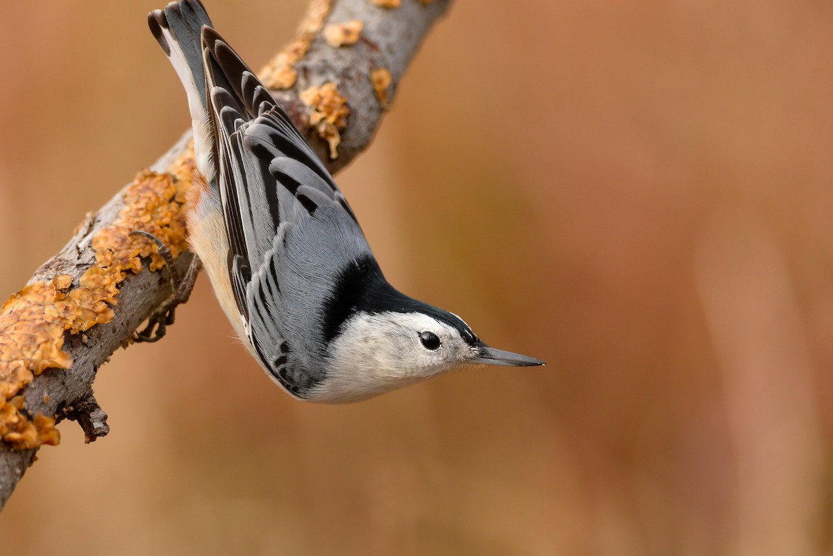 February 2021 Bird of the Month: White-breasted Nuthatch - Maryland-DC Breeding Bird Atlas