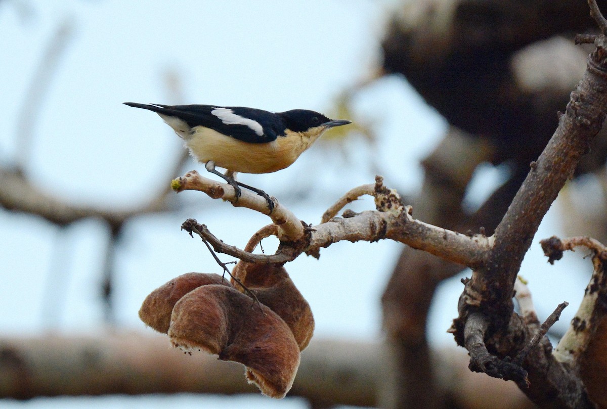 eBird Checklist - 4 Dec 2018 - Butiaba Escarpment - 34 species