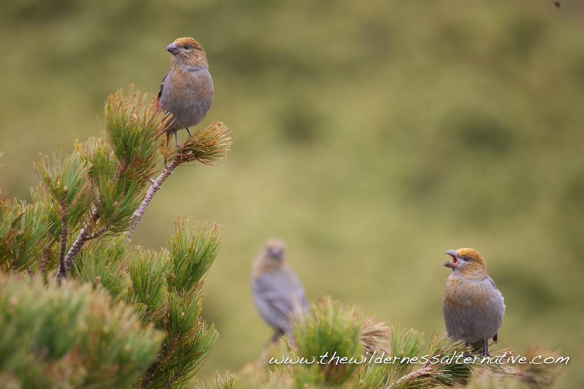 eBird Checklist - 17 Jun 2008 - 斜里町--羅臼岳 (Shari--Mount Rausu) - 1 species