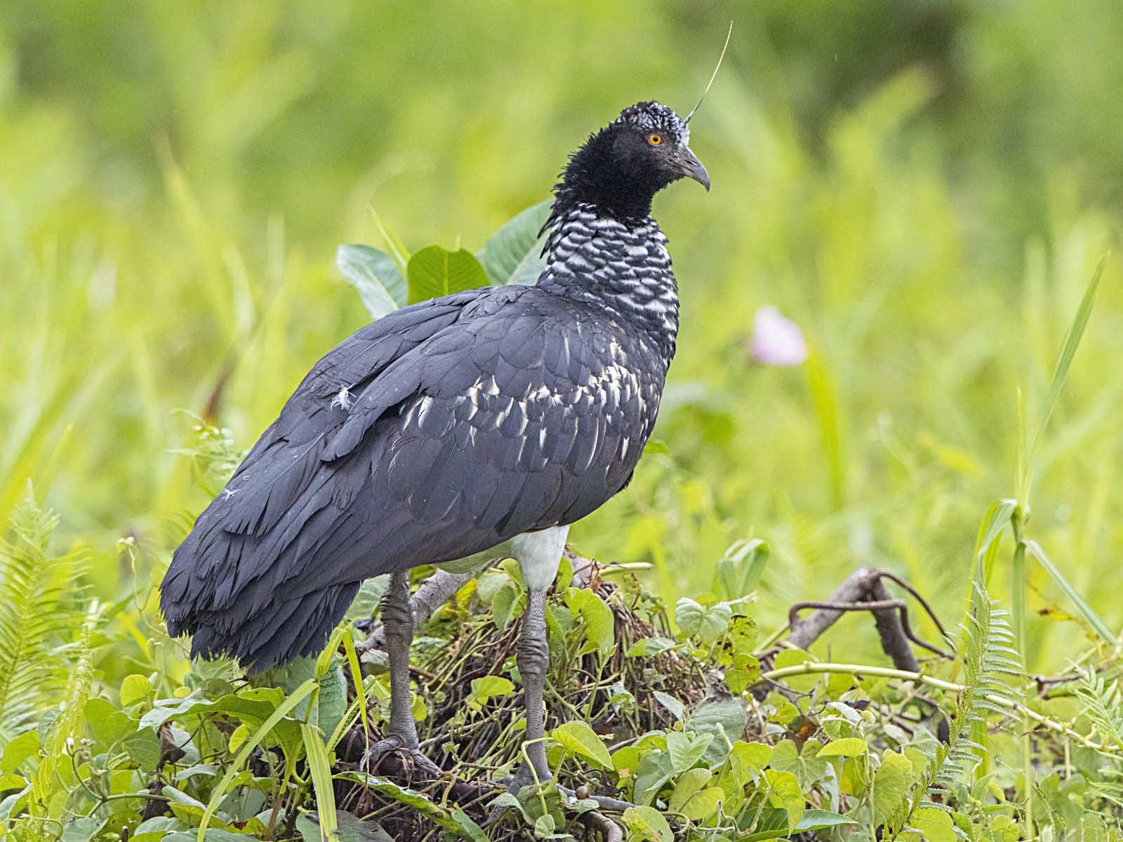 Horned Screamer - eBird