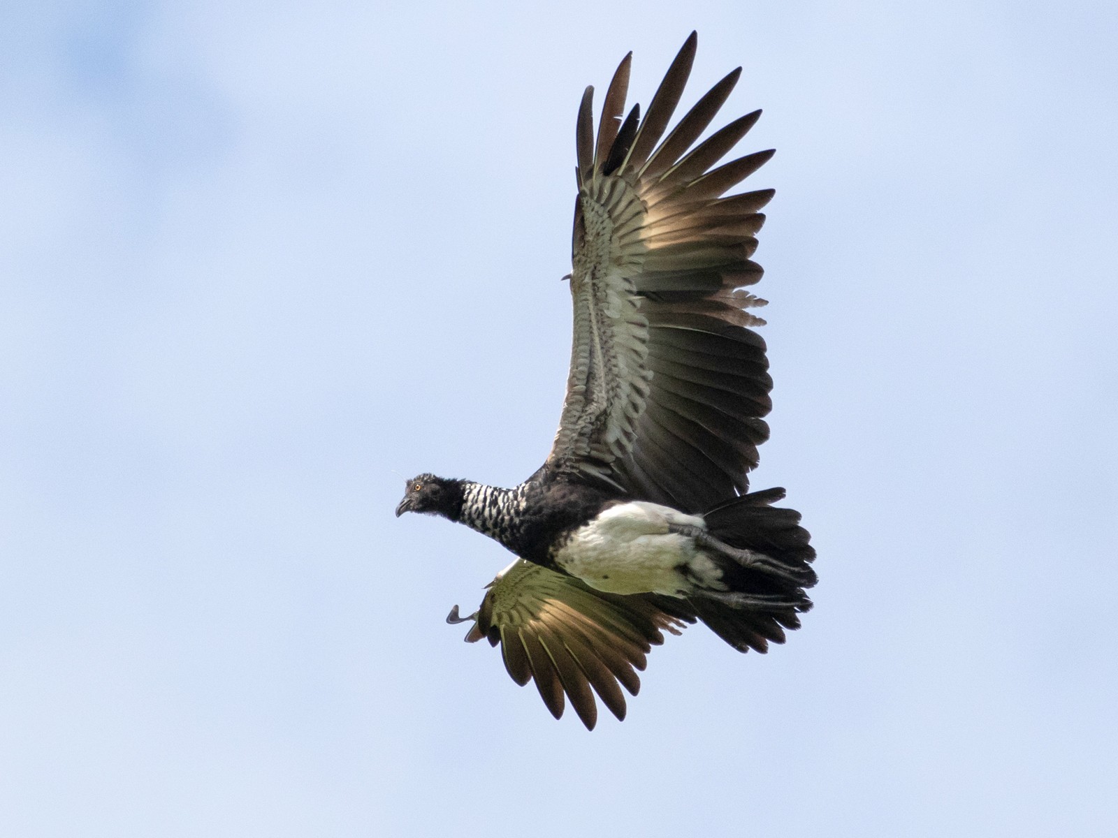 Horned Screamer - eBird