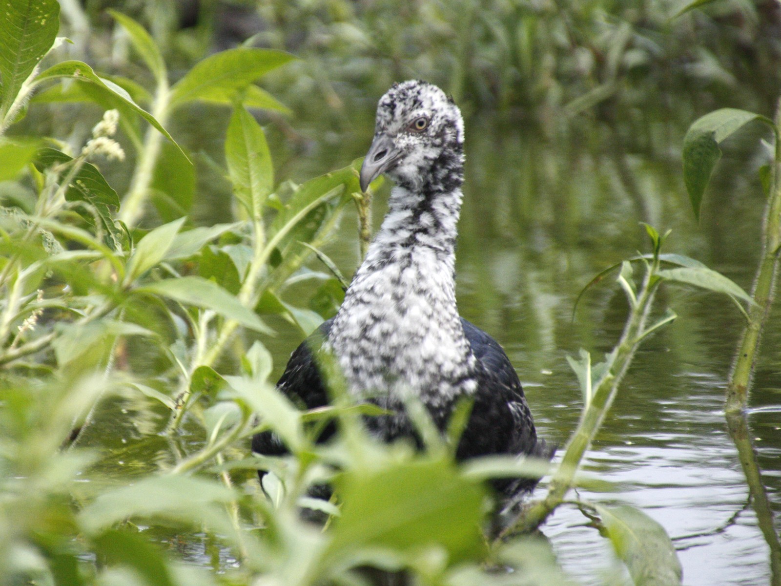 Horned Screamer - eBird