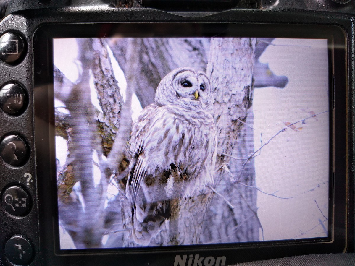 eBird Checklist - 2 Mar 2019 - Oak Openings--Lodge Area - 22 species