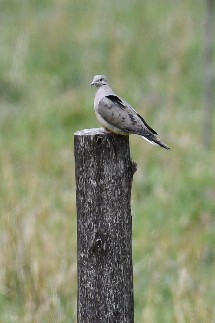 eBird Checklist - 5 Feb 2019 - Tambo Cóndor Bird Lodge - 5 species