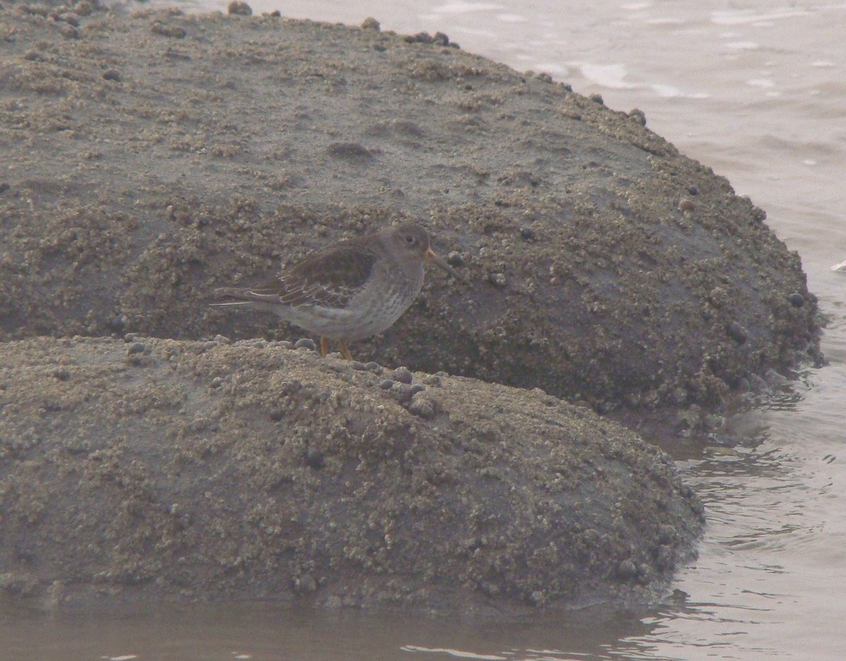 eBird Checklist - 28 Feb 2019 - Hunstanton Cliffs - 14 species