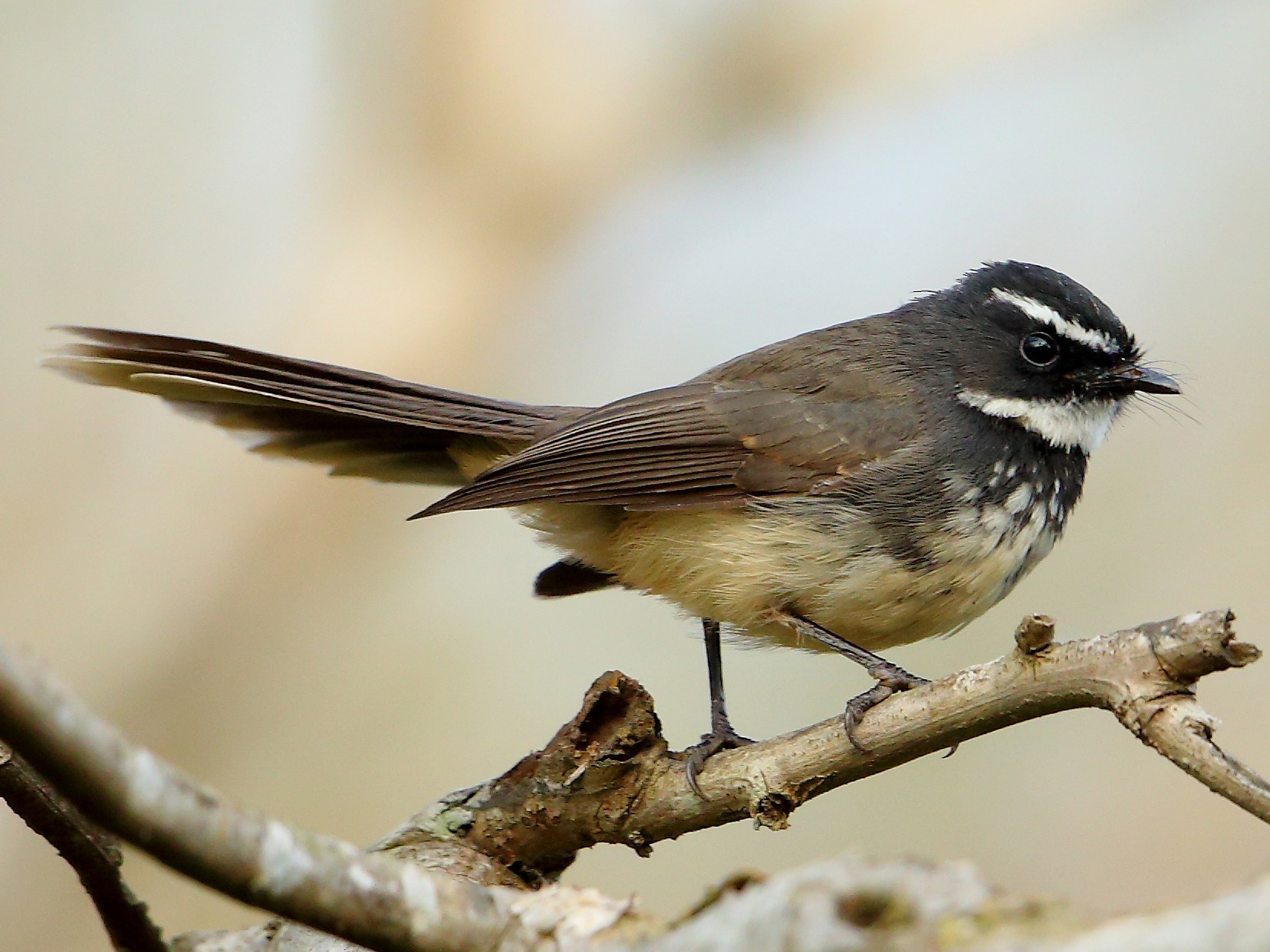 Spot-breasted Fantail - eBird