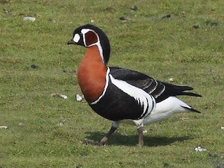 Red-breasted Goose - eBird
