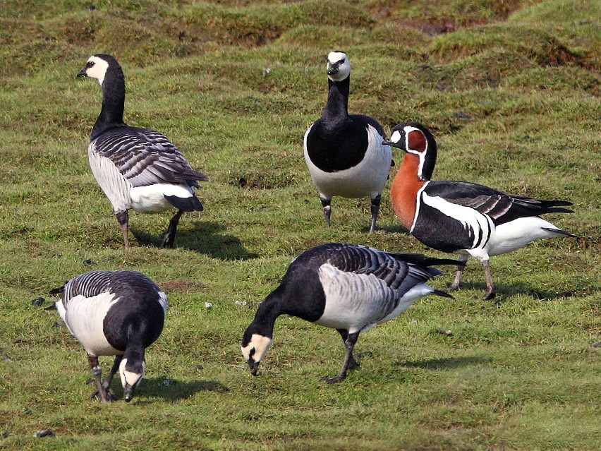 Red-breasted Goose - eBird