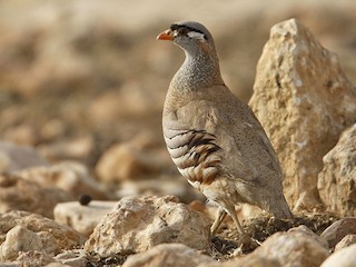 See-see Partridge - eBird