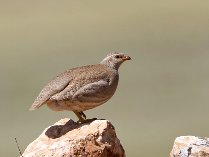 See-see Partridge - eBird