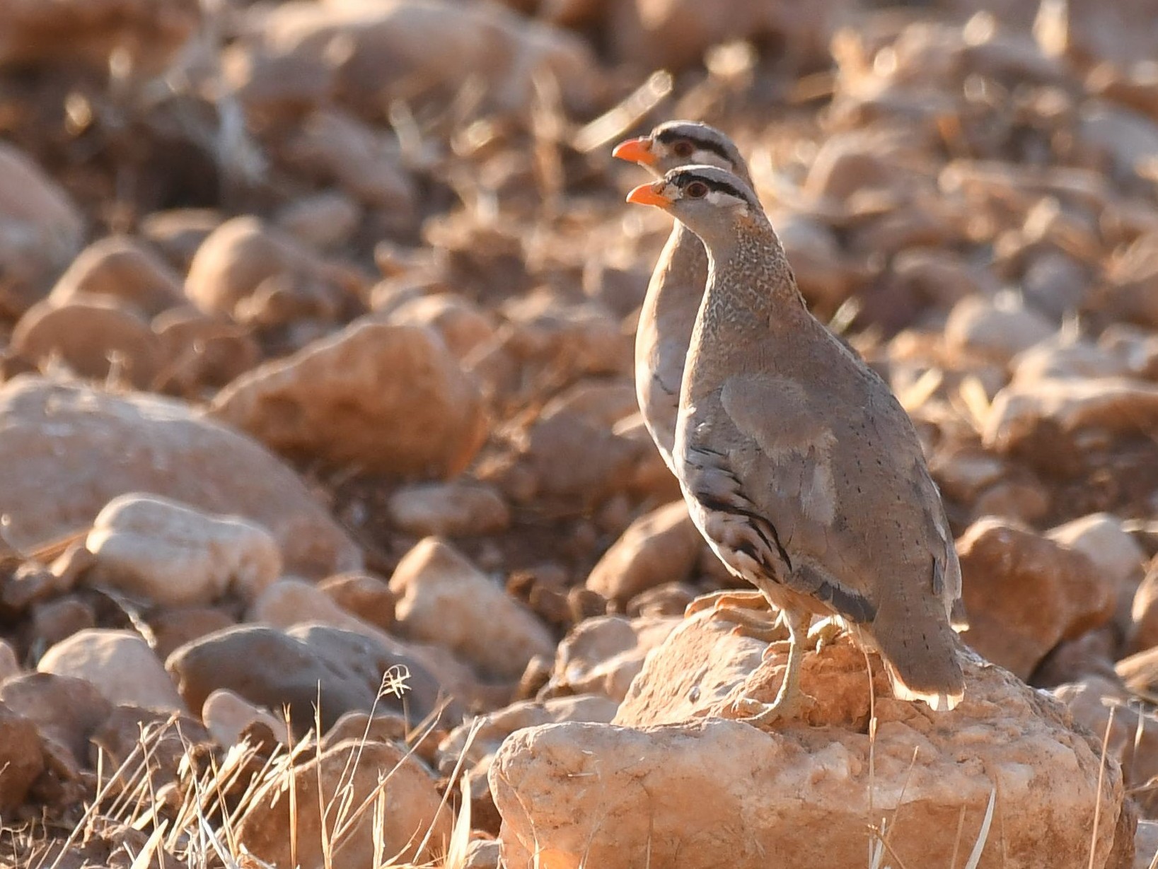 See-see Partridge - eBird