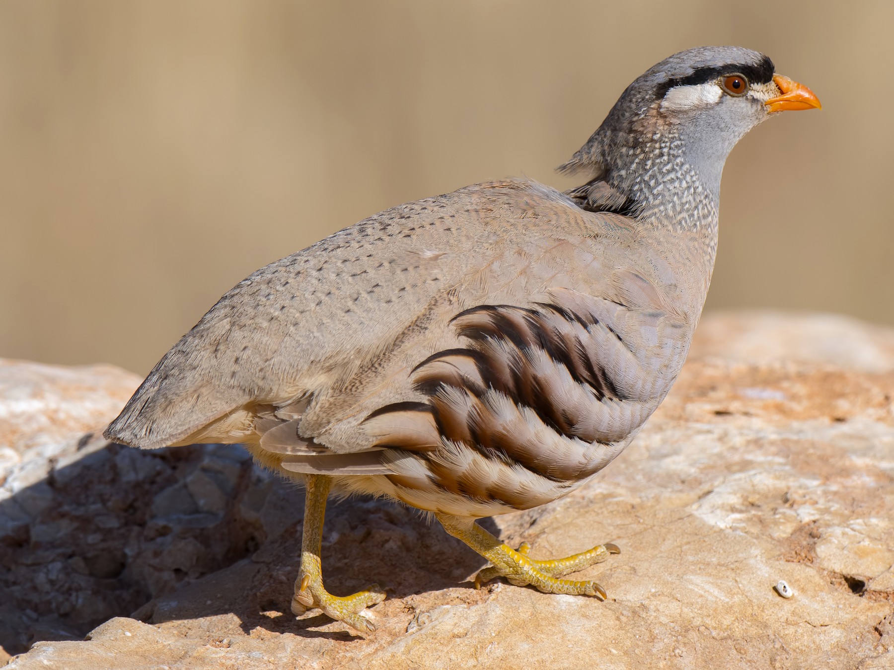 See-see Partridge - eBird