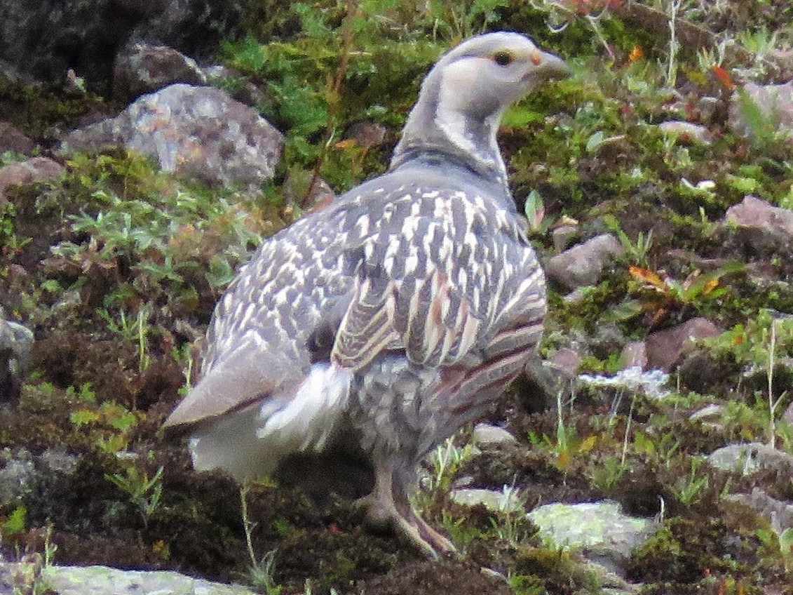 Caucasian Snowcock - eBird