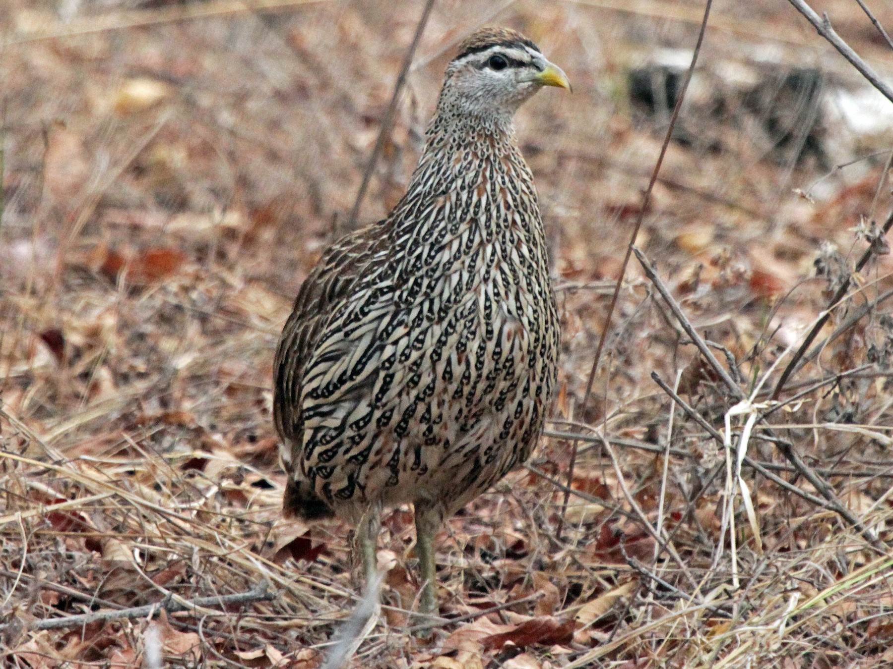 Double-spurred Francolin - eBird