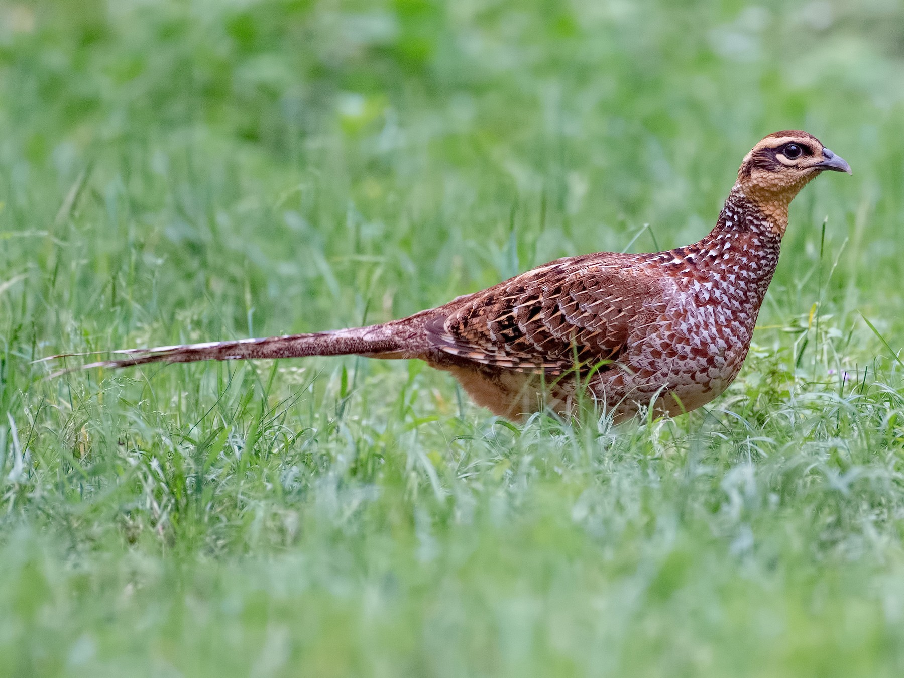 Reeves's Pheasant - eBird