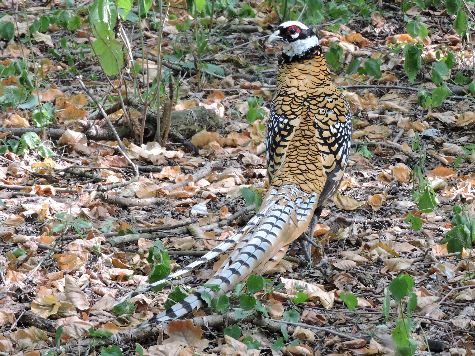 Reeves's Pheasant - eBird