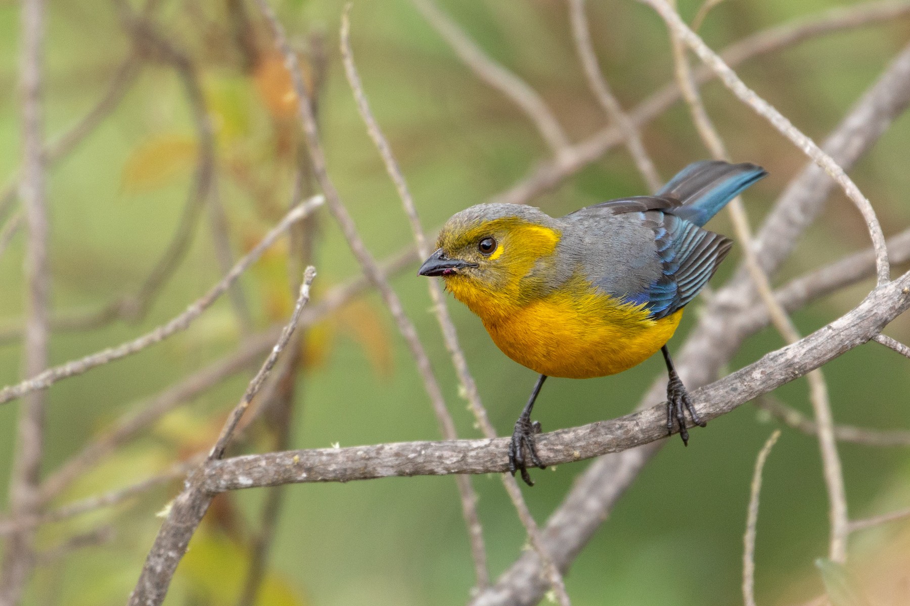 Lacrimose Mountain Tanager (Perija) - eBird