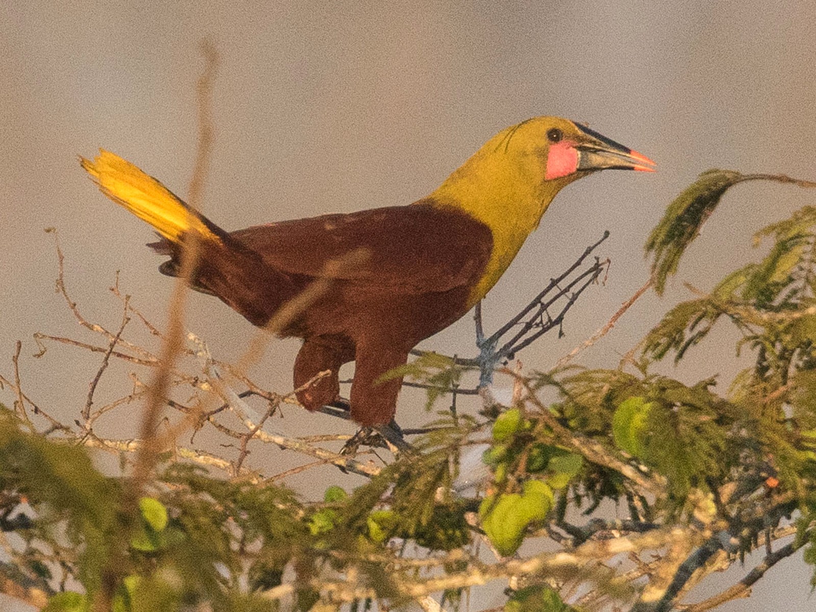 Olive Oropendola - eBird