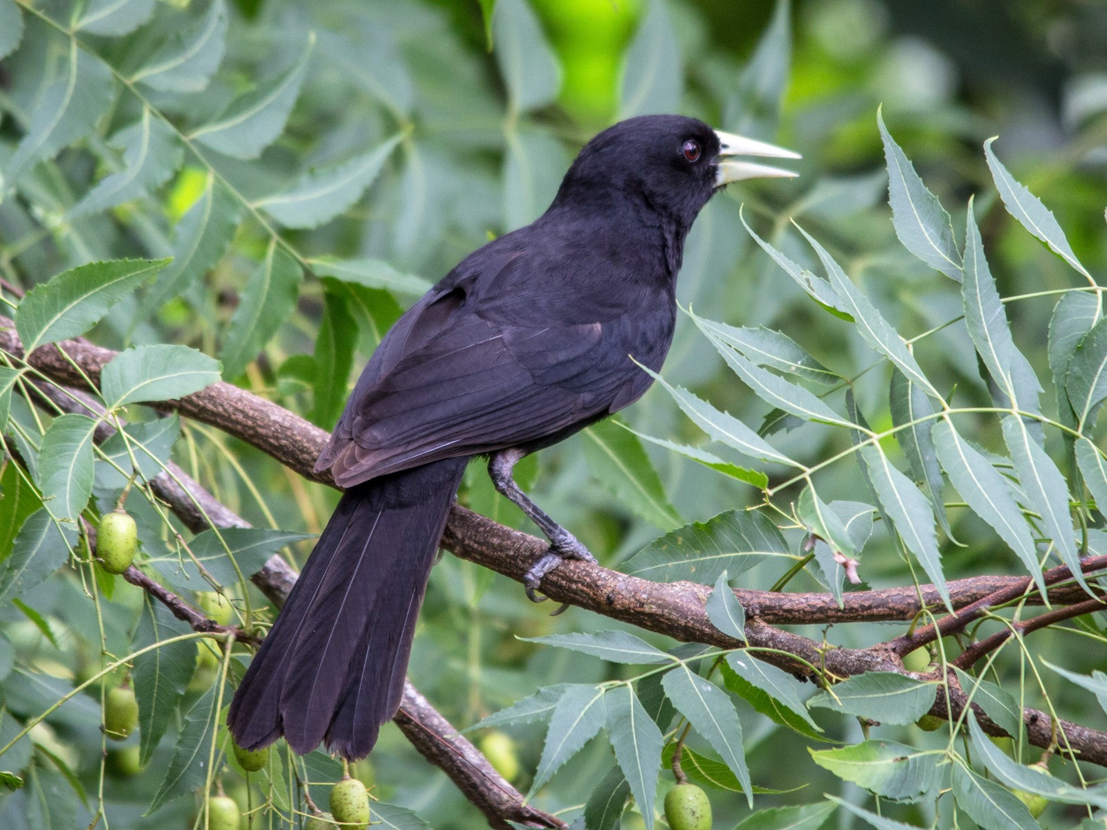 Solitary Black Cacique - eBird