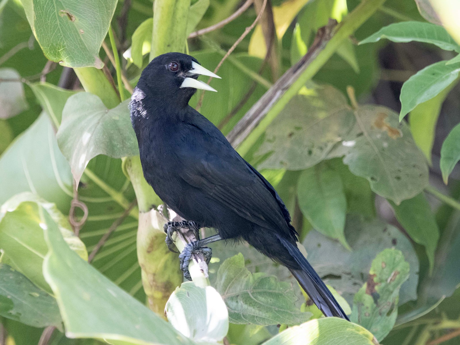 Solitary Black Cacique - eBird
