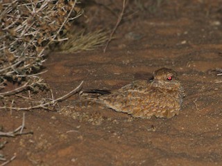 Golden Nightjar - eBird