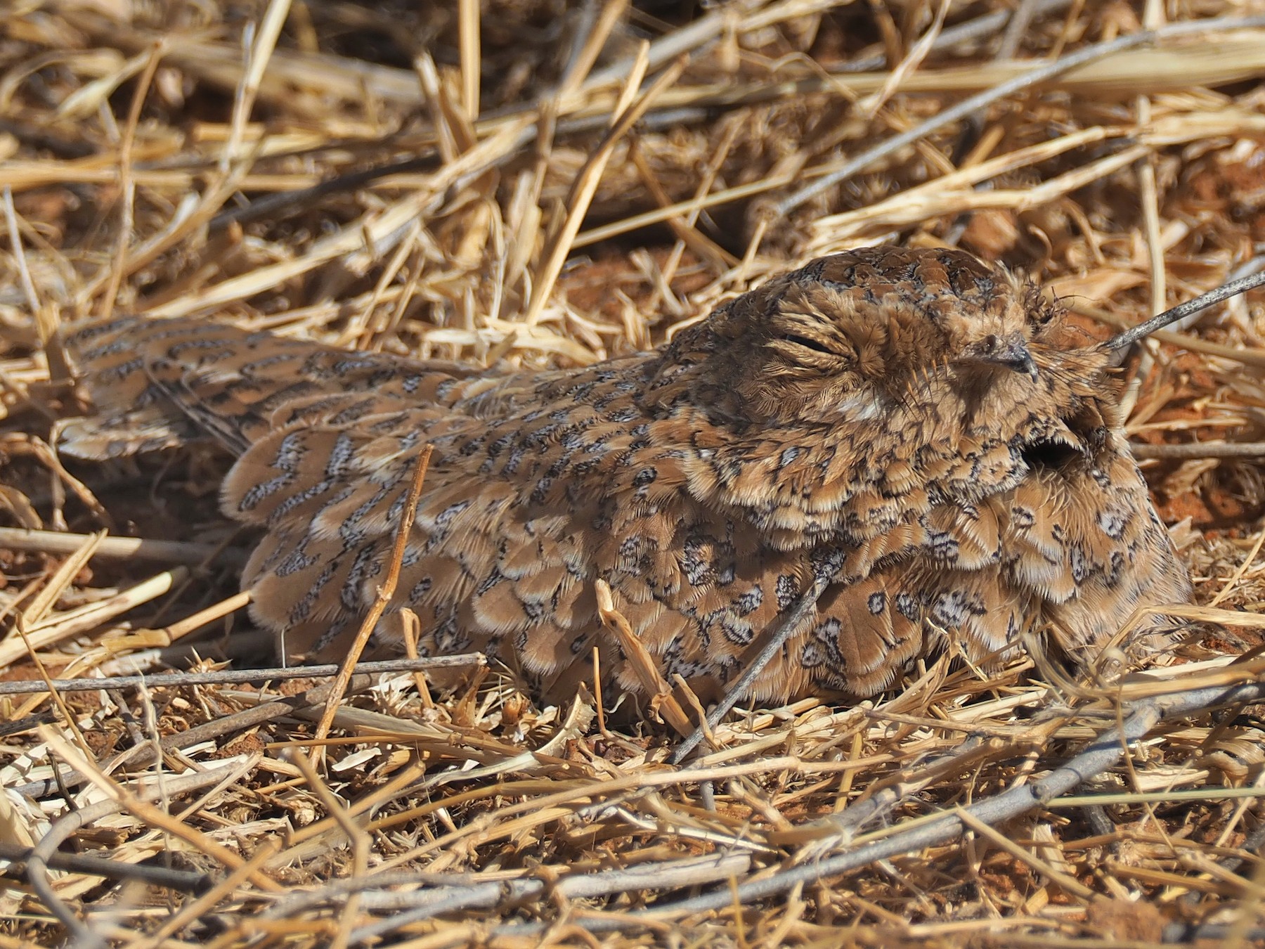 Golden Nightjar - eBird