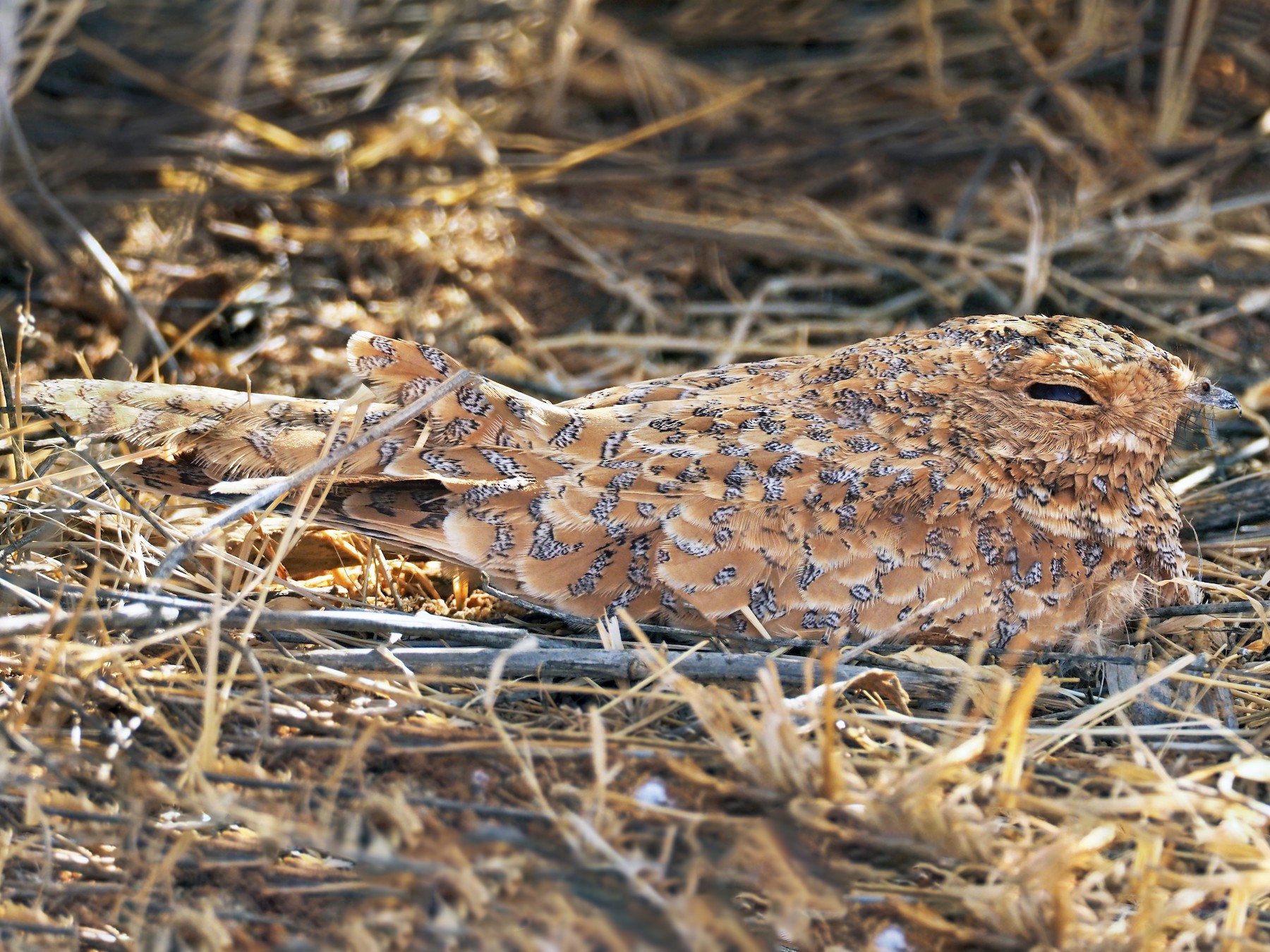 Golden Nightjar - eBird