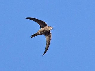 Cape Verde Swift - eBird