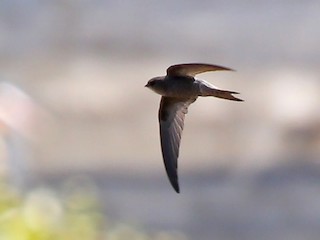 Cape Verde Swift - eBird