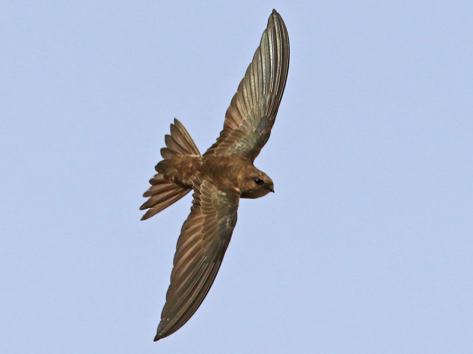 Cape Verde Swift - eBird