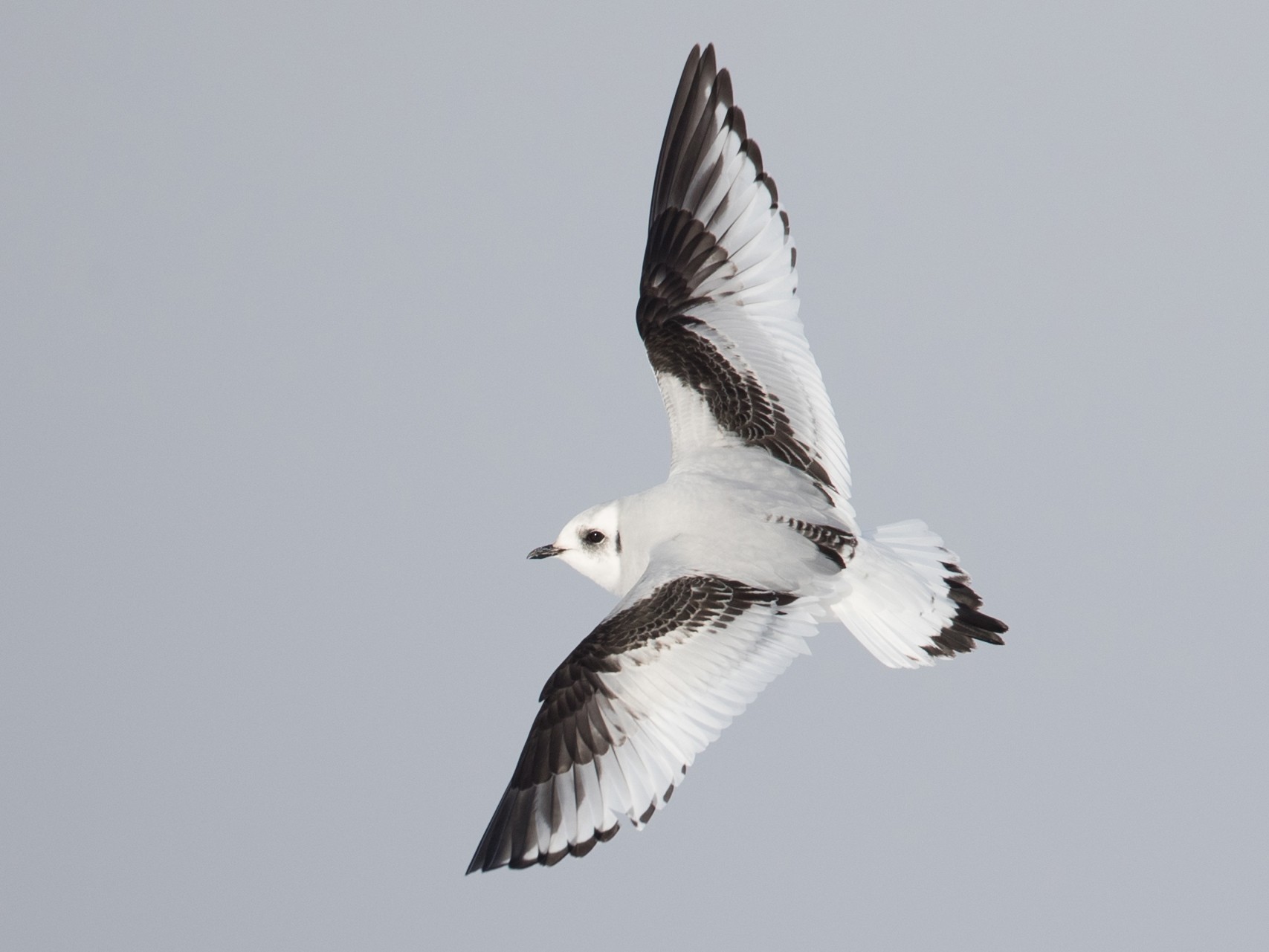 Ross's Gull - eBird