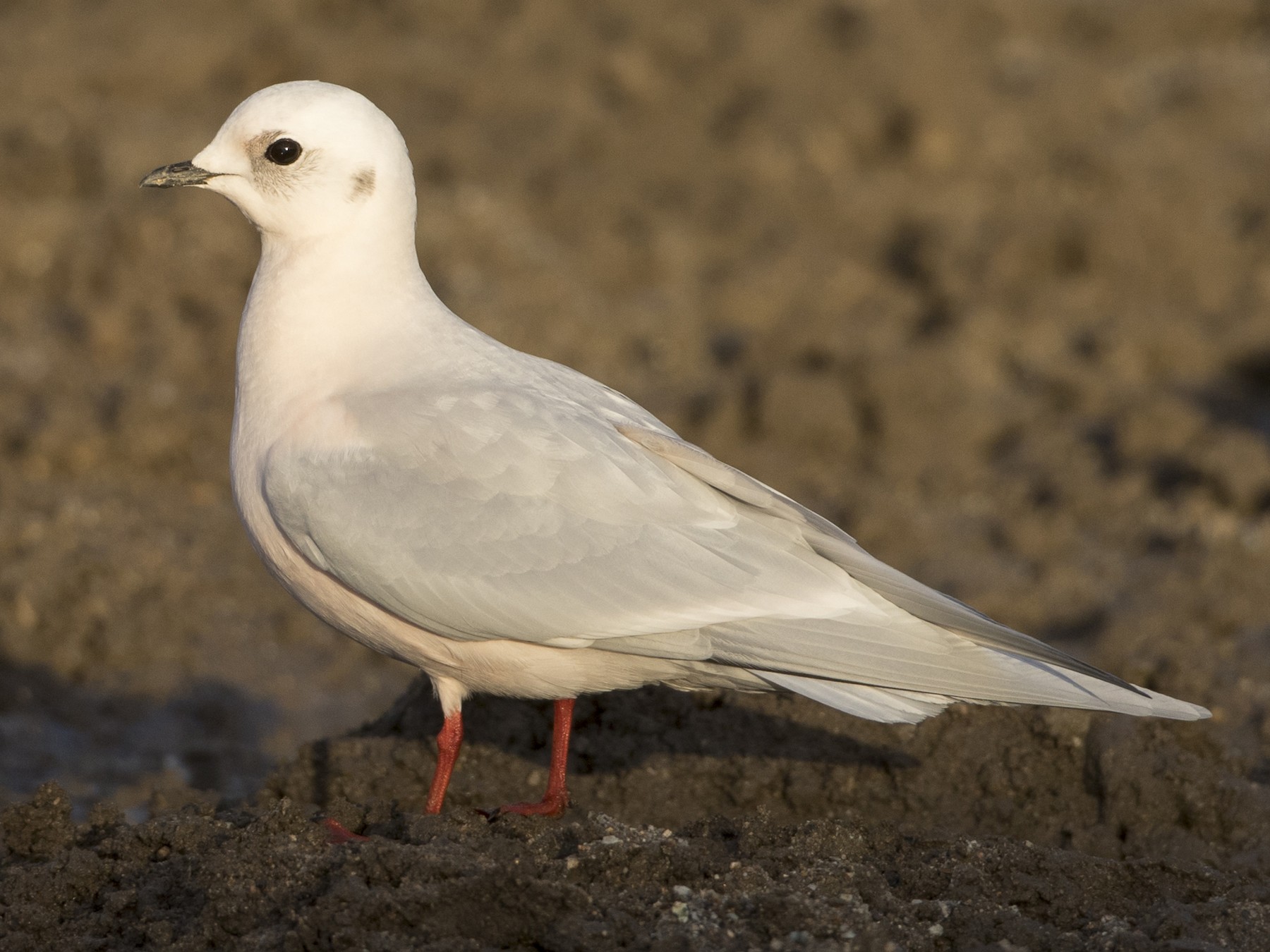Ross's Gull - eBird