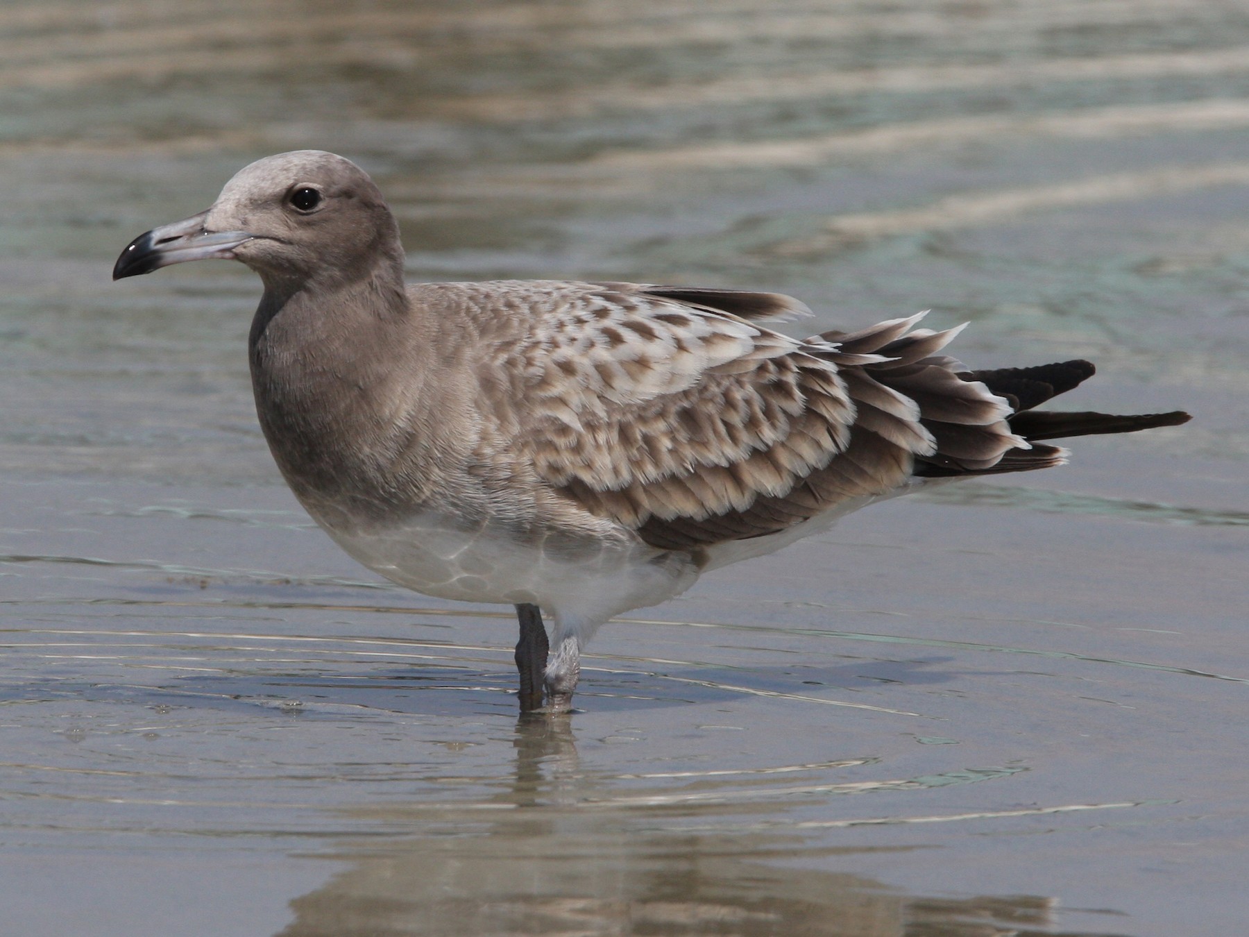 Sooty Gull - eBird