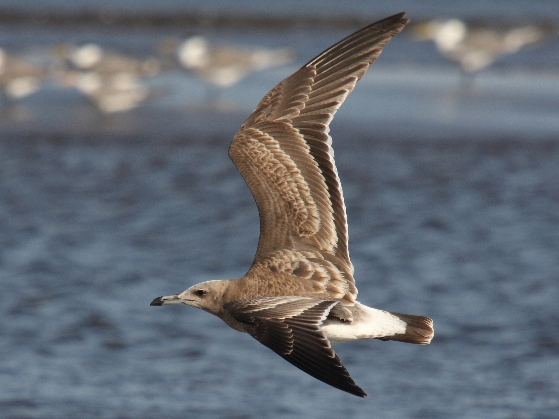Sooty Gull - eBird
