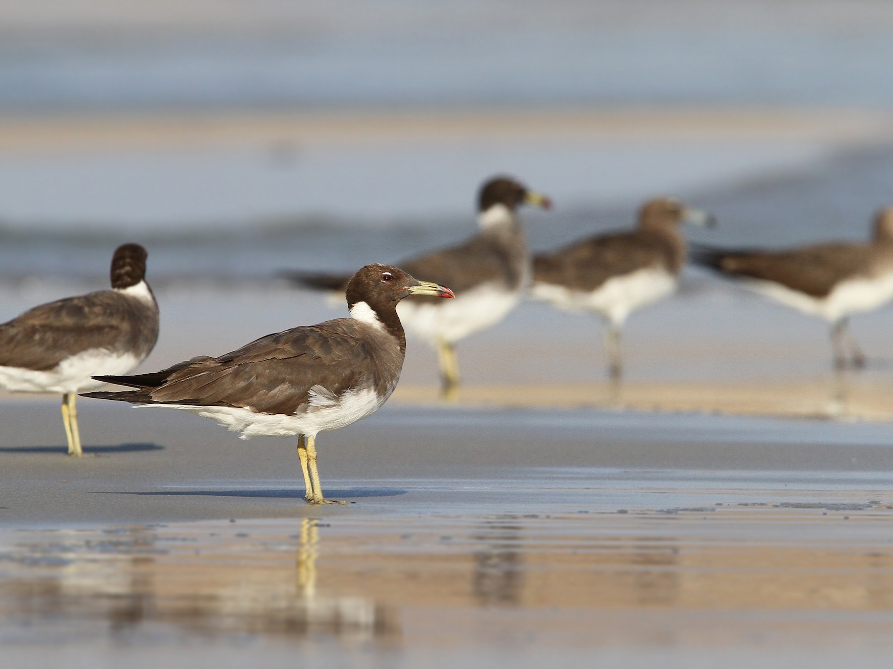 Sooty Gull - eBird
