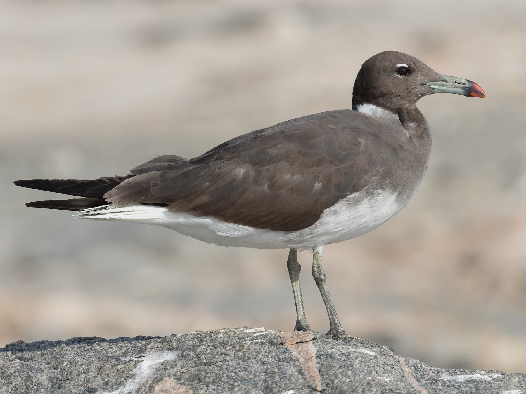 Sooty Gull - eBird